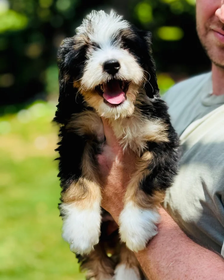 Why Bernedoodles Make a Perfect Family Pet